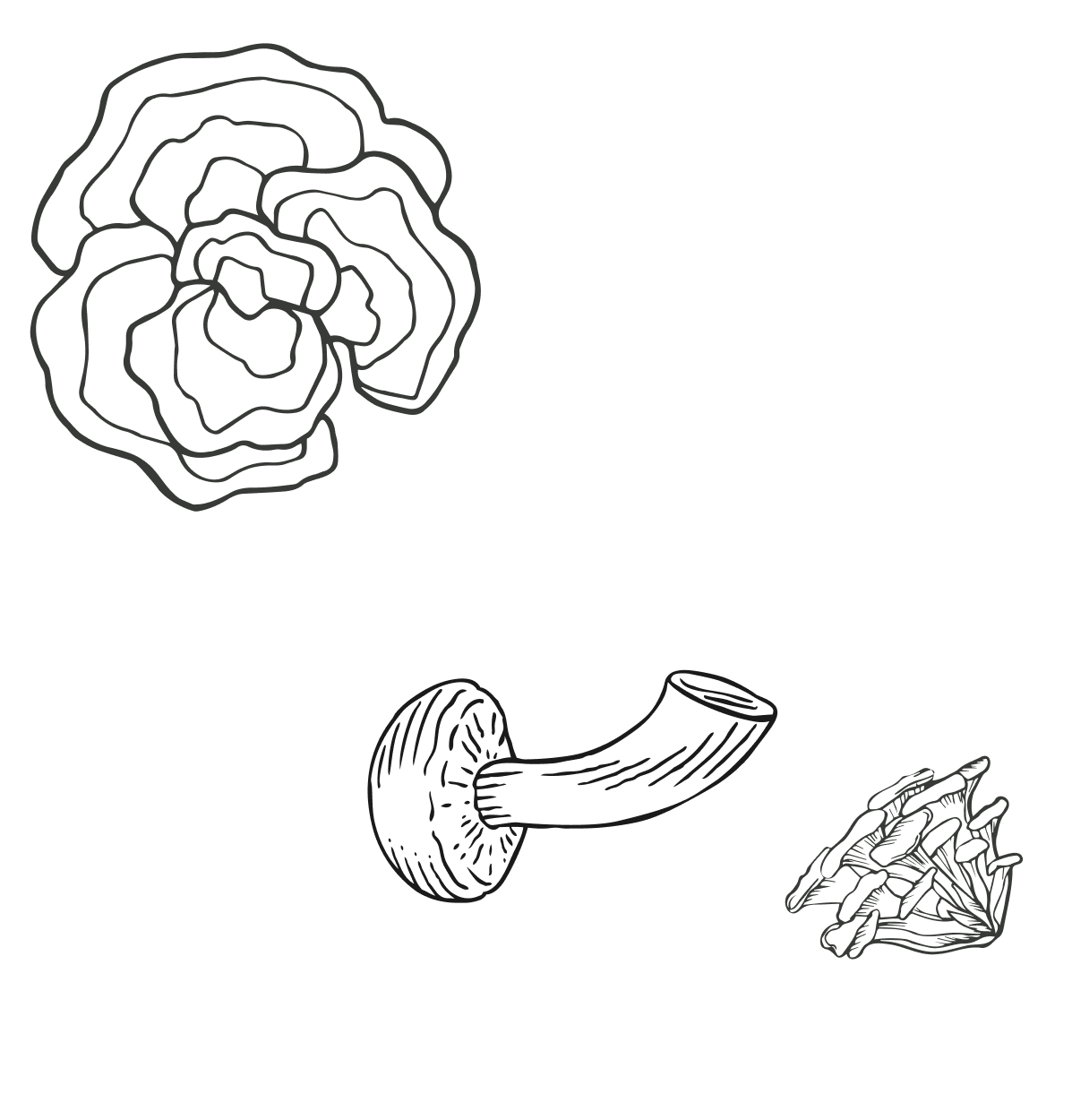 BIORAY® Adult Daily